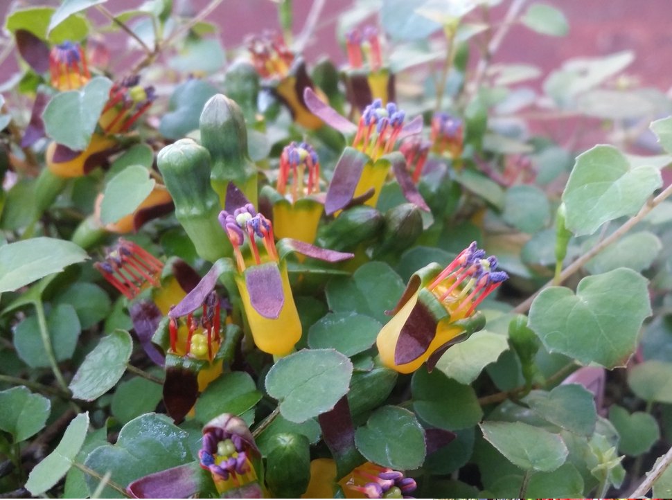 Exotic Creeping Fuchsia Fuchsia procumbens - 10 Seeds