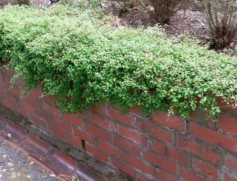 Exotic Creeping Fuchsia Fuchsia procumbens - 10 Seeds