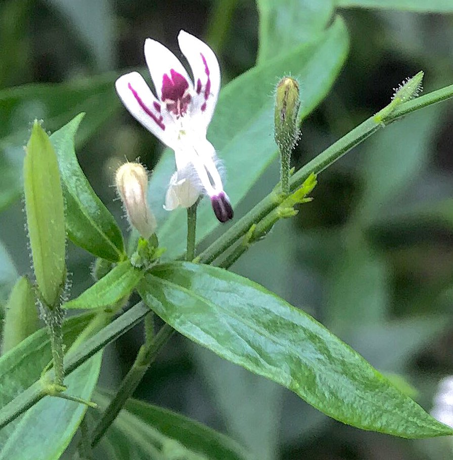 Rare Medicinal Herb Creat King of Bitters Organic Kalmegh Andrographis ...