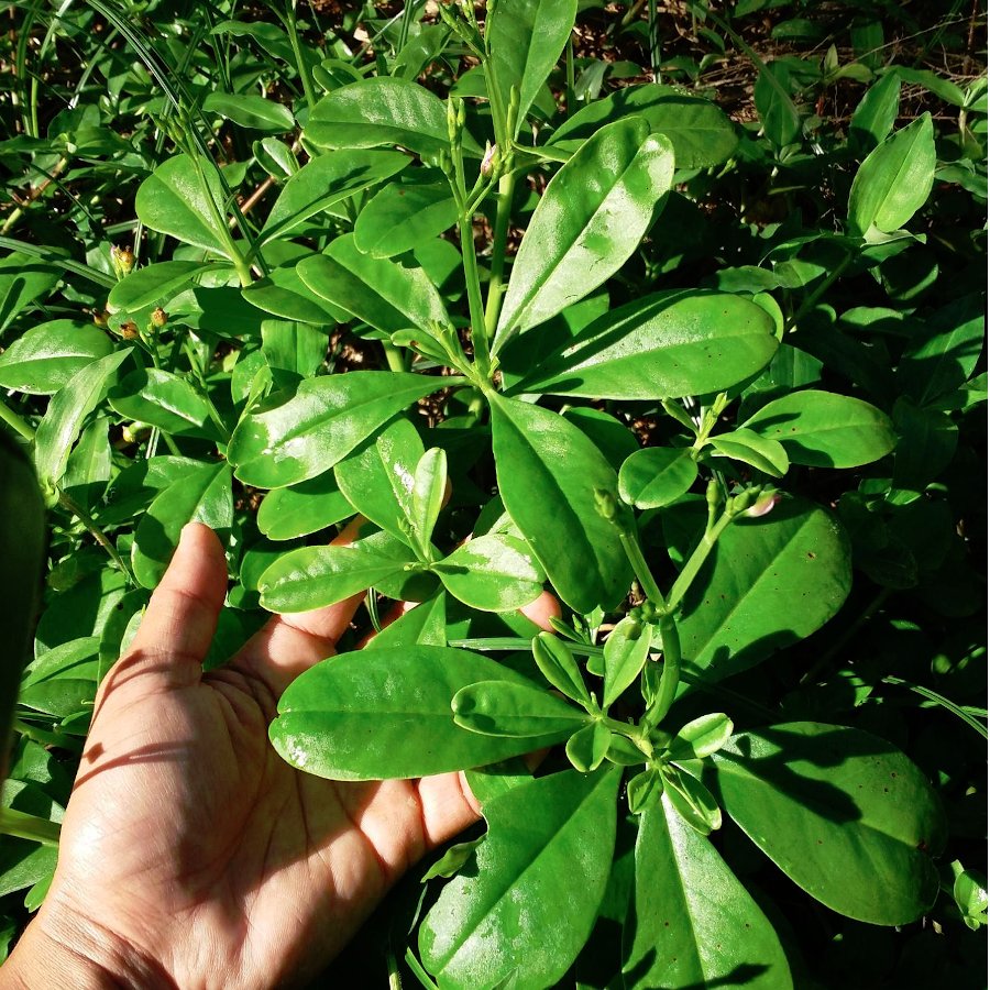 Organic Jewels of Opar Java Ginseng Talinum paniculatum - 30 Seeds
