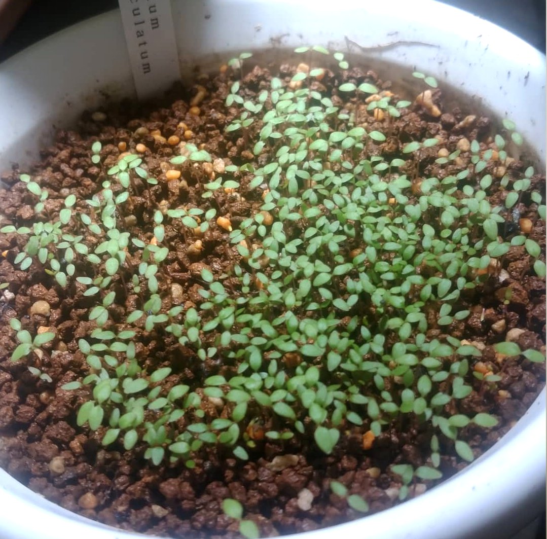 Organic Jewels of Opar Java Ginseng Talinum paniculatum - 30 Seeds