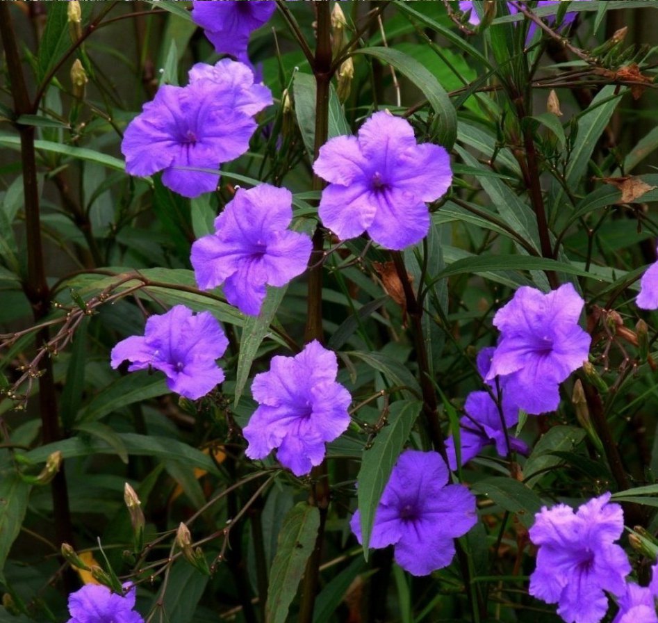 Cuttings! Tall Mexican Petunia Electric Purple Ruellia brittoniana - 10 ...
