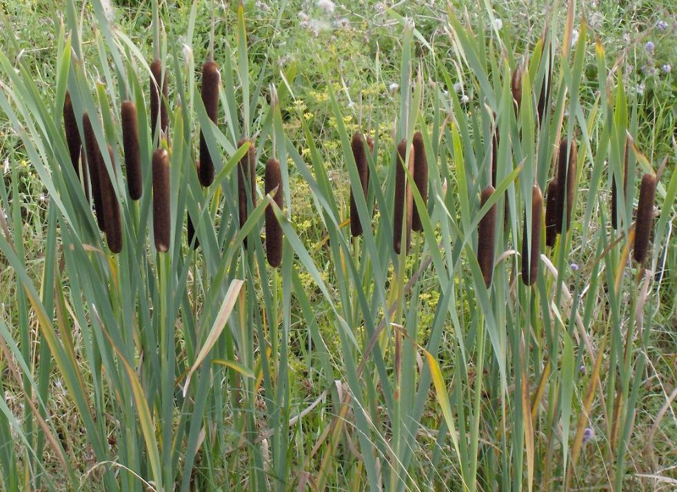 Wild Native Cattail Bulrush Reed Typha latifolia - 500 Seeds