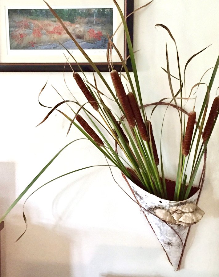 Wild Native Cattail Bulrush Reed Typha latifolia - 500 Seeds