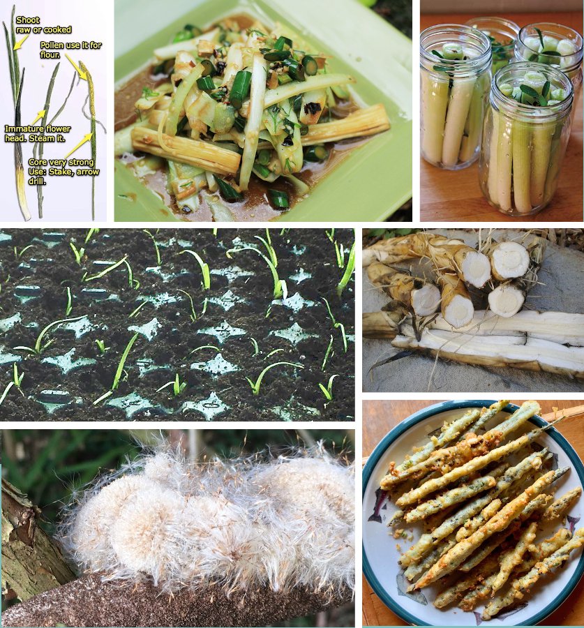 Wild Native Cattail Bulrush Reed Typha latifolia - 500 Seeds