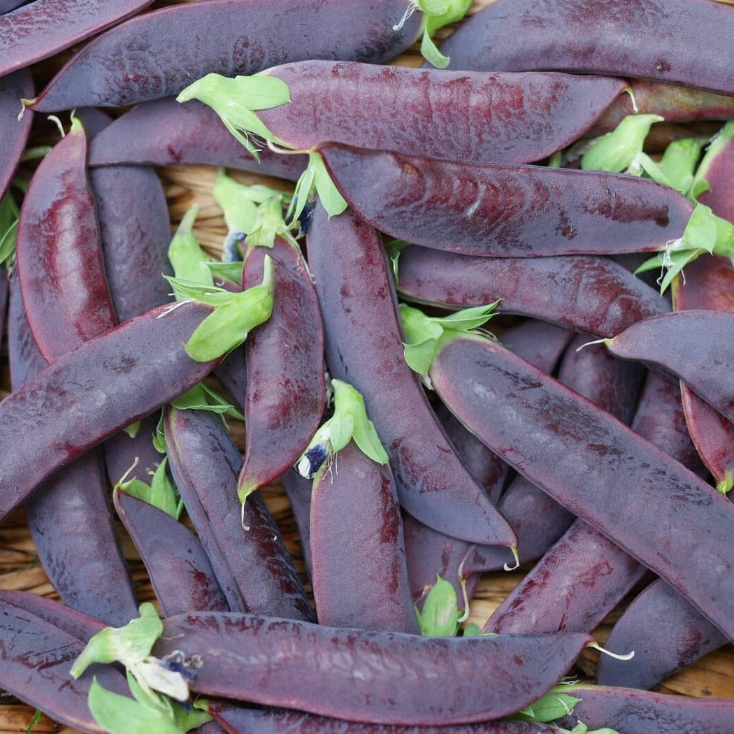 Dutch Heirloom Purple Blue Podded Capucijner Pea Pisum sativum - 25 Seeds