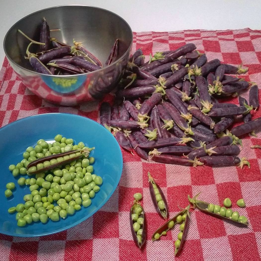 Dutch Heirloom Purple Blue Podded Capucijner Pea Pisum sativum - 25 Seeds