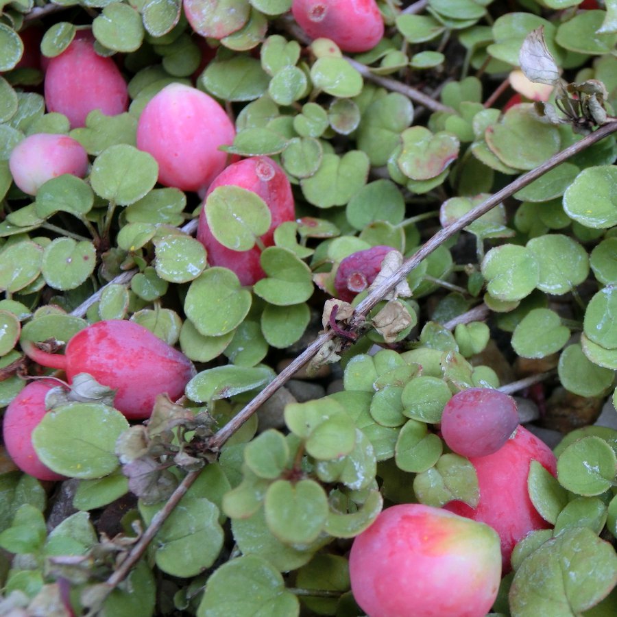 Rare Creeping Fuchsia Berry Fuchsia procumbens - 10 Seeds