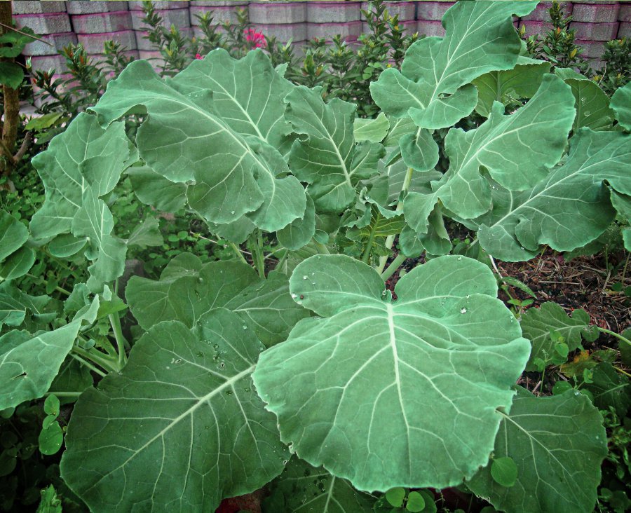 Rare Heirloom Kale Thousand Head Brassica oleracea - 50 Seeds