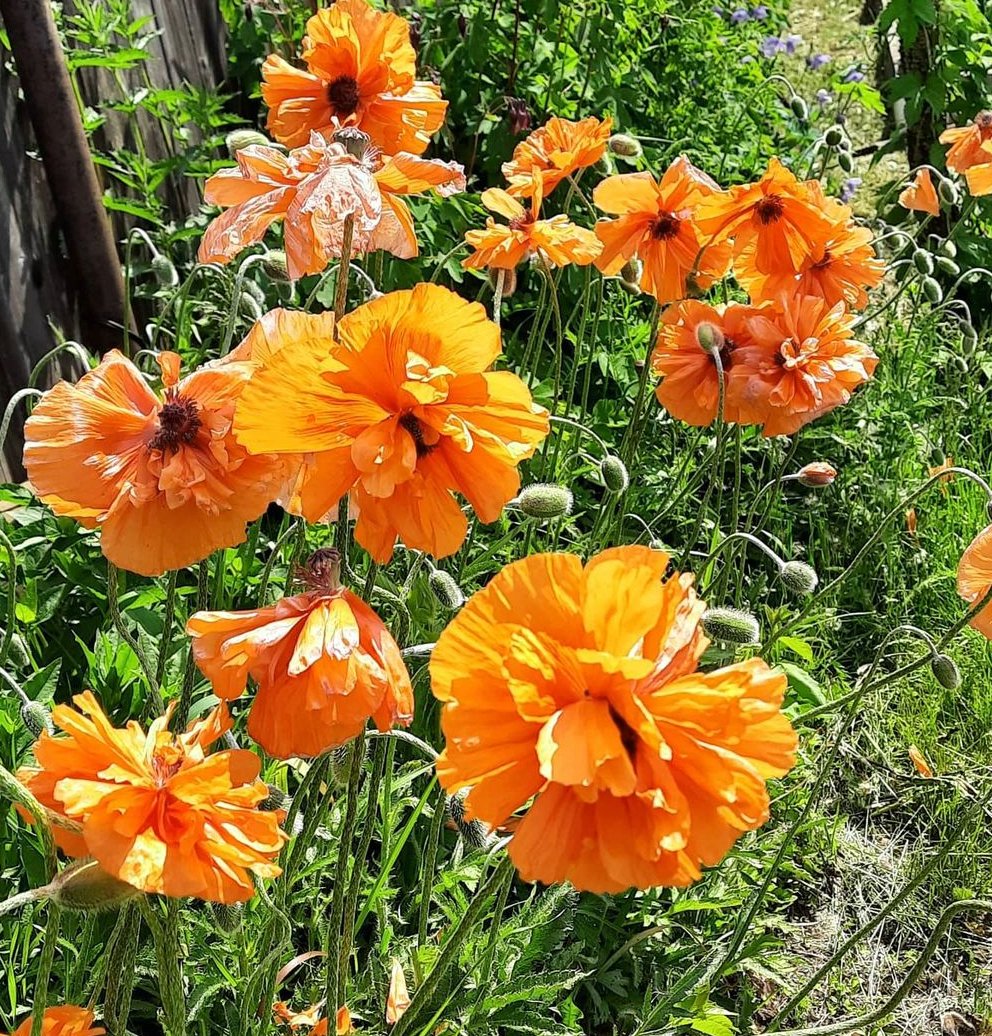 Orange Tangerine Gem Double Spanish Poppy Papaver rupifragum var ...