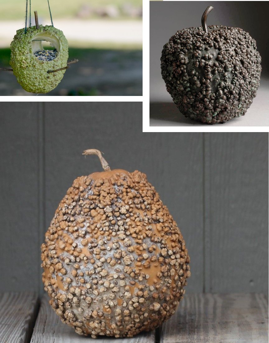 African Warted Gourd Bule Gourd Lagenaria siceraria - 8 Seeds