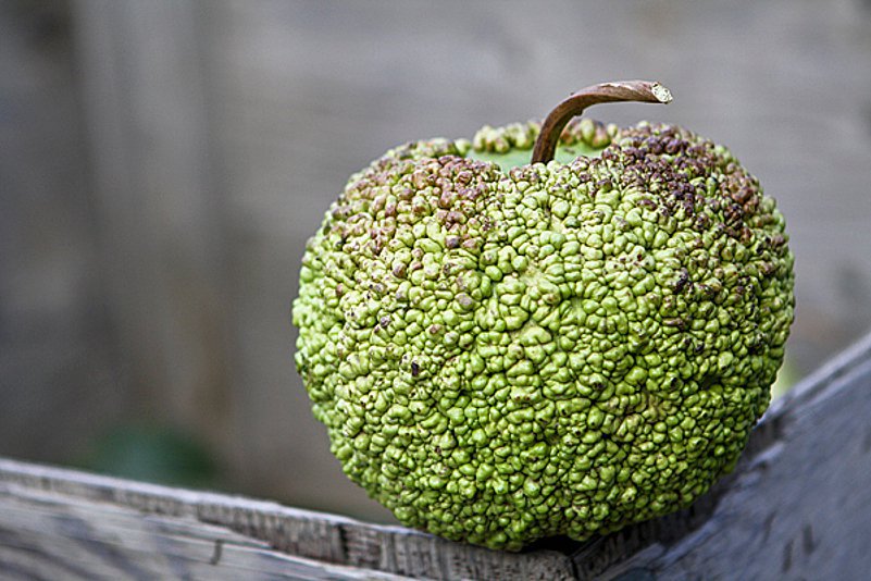 African Warted Gourd Bule Gourd Lagenaria siceraria - 8 Seeds