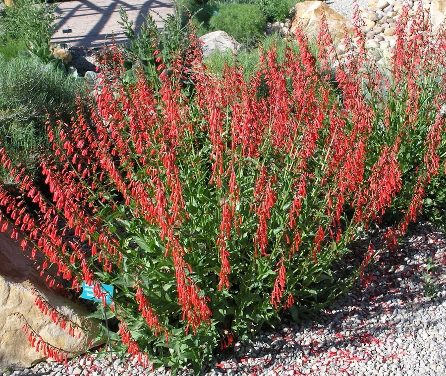 Hummingbird Firecracker Penstemon Scarlet Red Penstemon eatonii - 80 Seeds