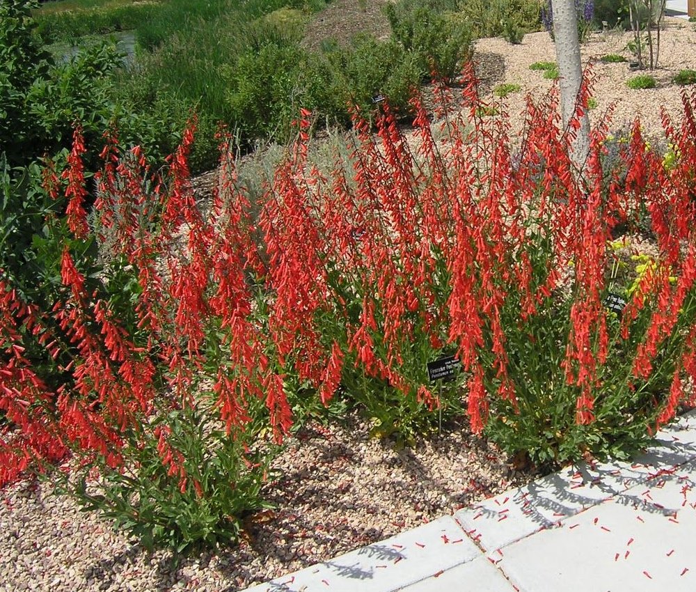 Hummingbird Firecracker Penstemon Scarlet Red Penstemon eatonii - 80 Seeds