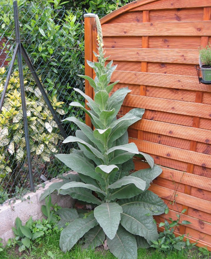 Heirloom Mullein Medicinal Herb Candlewick Plant Verbascum thapsus ...