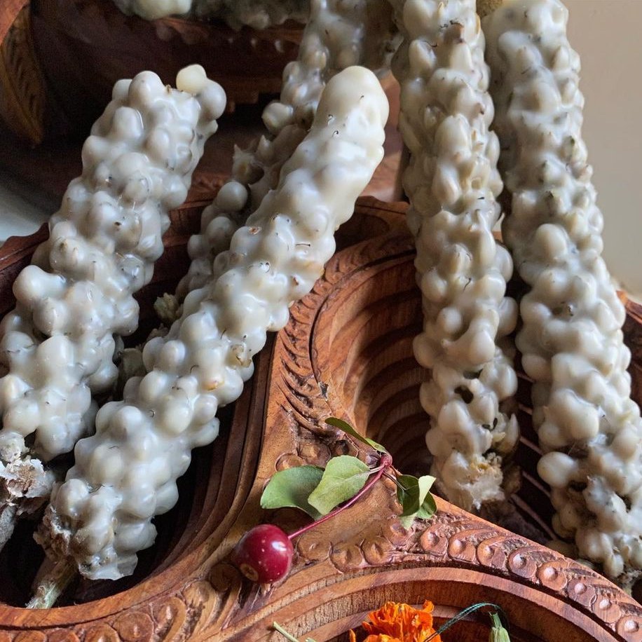 Heirloom Mullein Medicinal Herb Candlewick Plant Verbascum thapsus ...