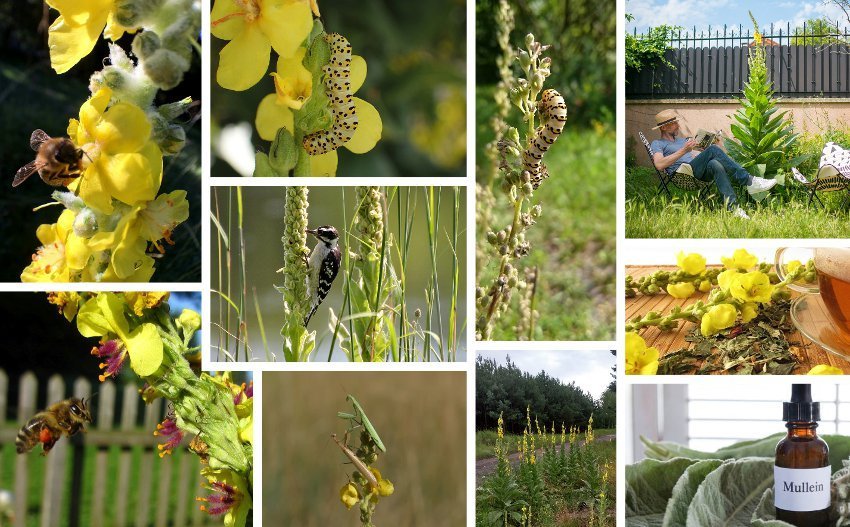 Heirloom Mullein Medicinal Herb Candlewick Plant Verbascum thapsus ...