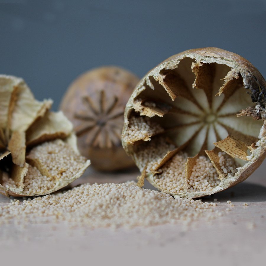 Rare Elka White Breadseed Poppy Papaver somniferum - 100 Seeds