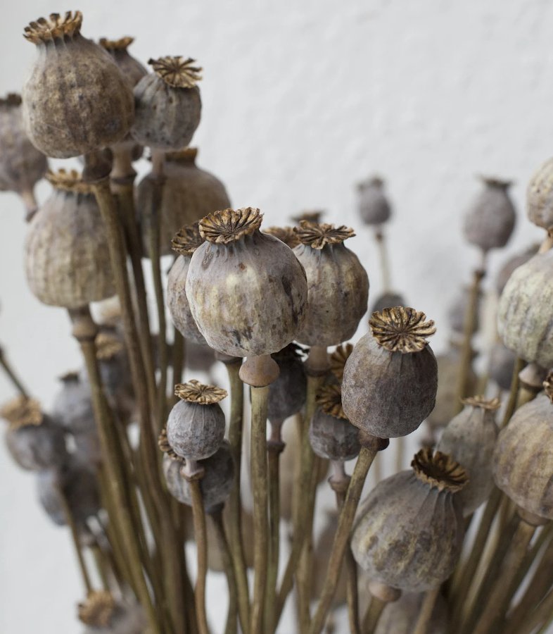 Rare Elka White Breadseed Poppy Papaver somniferum - 100 Seeds