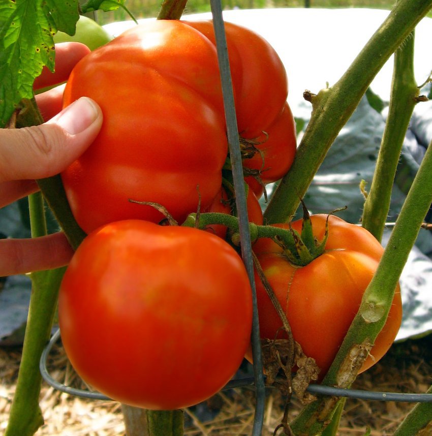 Giant Heirloom Tomato Giant Delicious Organic Solanum lycopersicum - 25 ...
