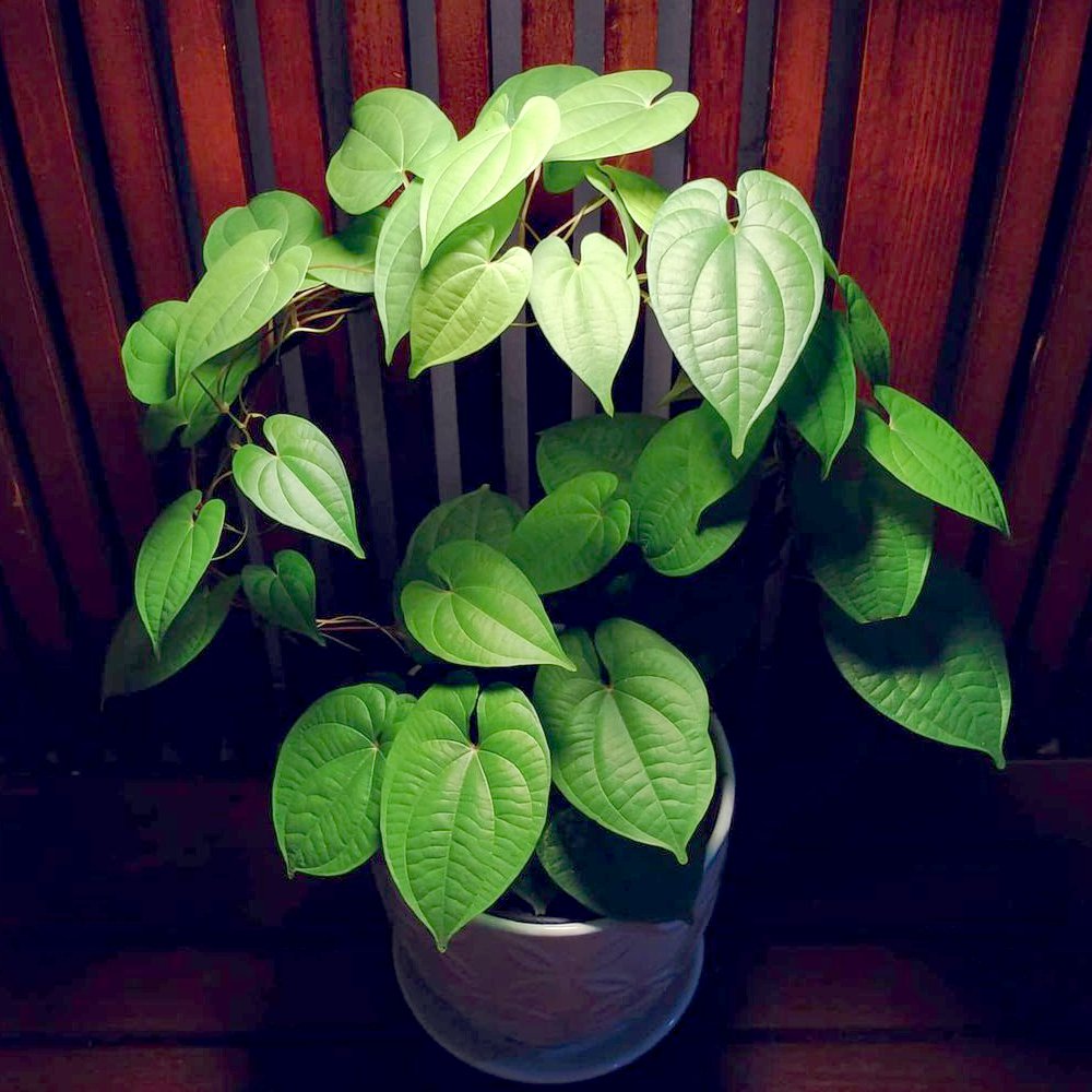 Air Potato Heart Leaf Vine Dioscorea bulbifera - Live Plant