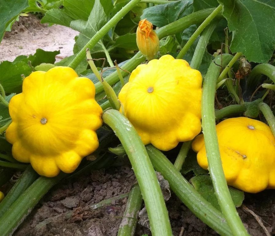 Flying Saucer Pattypan Scalloped Summer Squash Cucurbita pepo - 25 Seeds