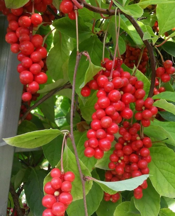 Schisandra Seeds 35+ Schisandra Chinensis Seeds - Five Flavor Berry ...