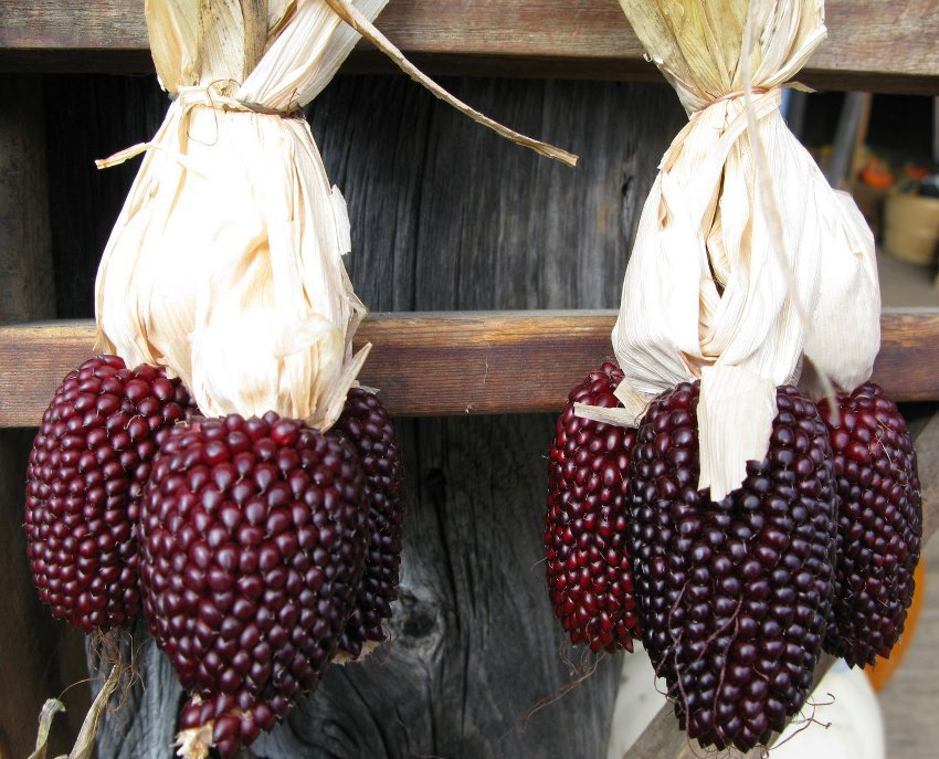 Wild Red Strawberry Popping Corn Heirloom Zea mays - 50 Seeds