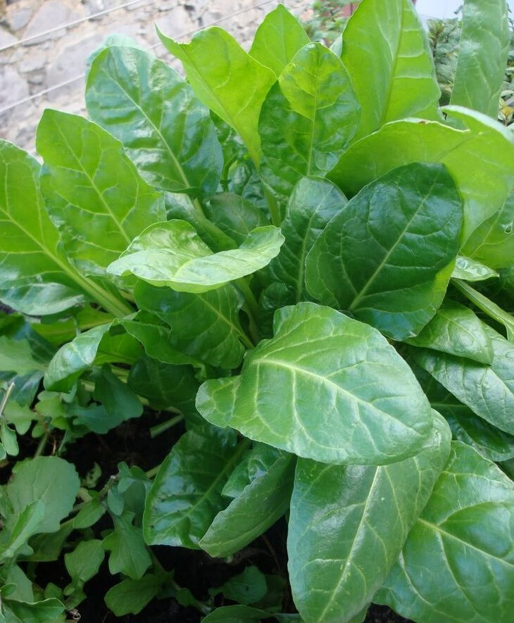 Wild Mangold Leaf Beet Perpetual Spinach Beta vulgaris var cicla - 400 ...
