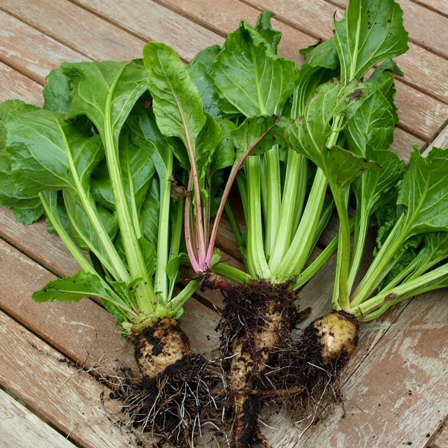 Wild Mangold Leaf Beet Perpetual Spinach Beta vulgaris var cicla - 400 ...