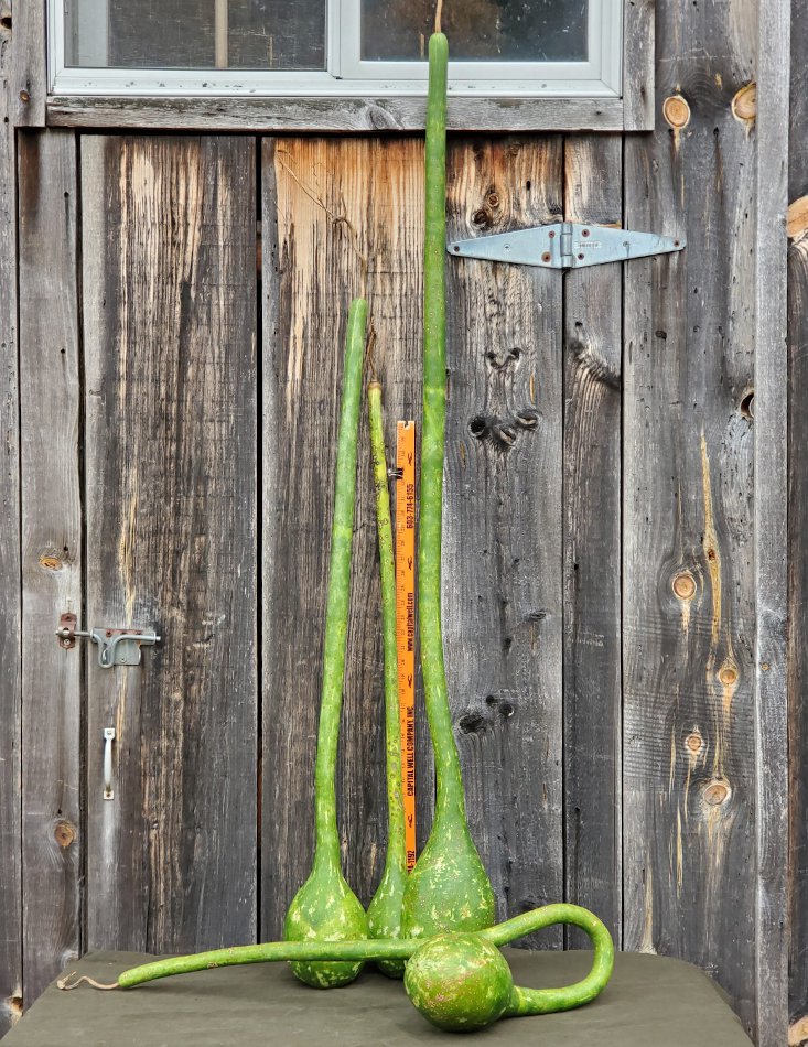 Long Handle Dipper Craft Gourd Lagenaria siceraria - 8 Seeds