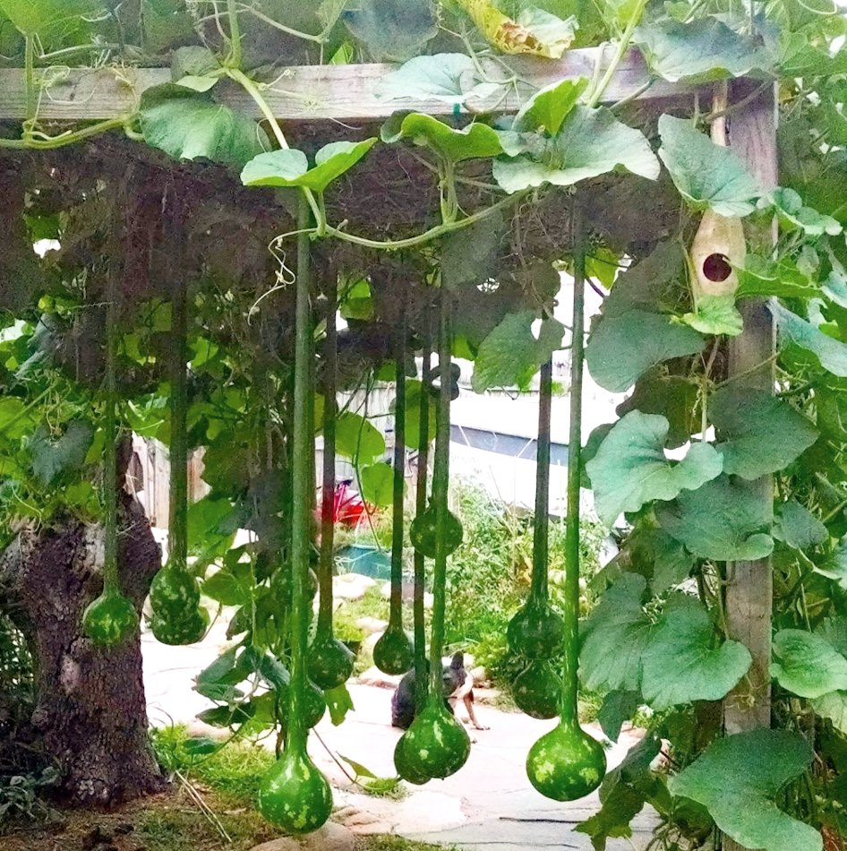 Long Handle Dipper Craft Gourd Lagenaria siceraria - 8 Seeds