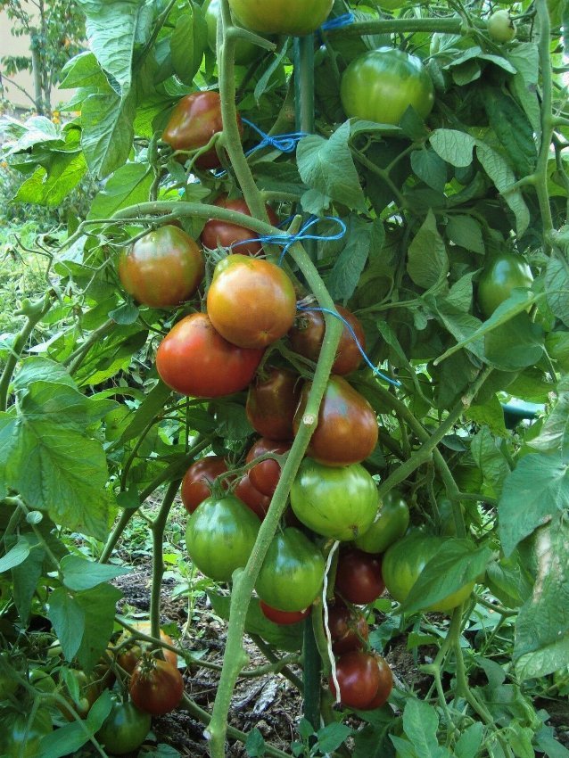 Russian Heirloom Black Truffle Tomato Lycopersicon esculentum - 25 Seeds