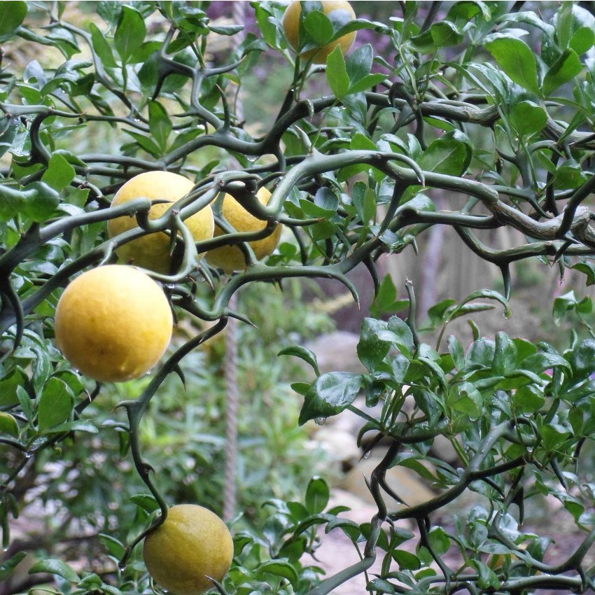 Flying Dragon Trifoliate Orange Cold Hardy Citrus Corkscrew Poncirus ...