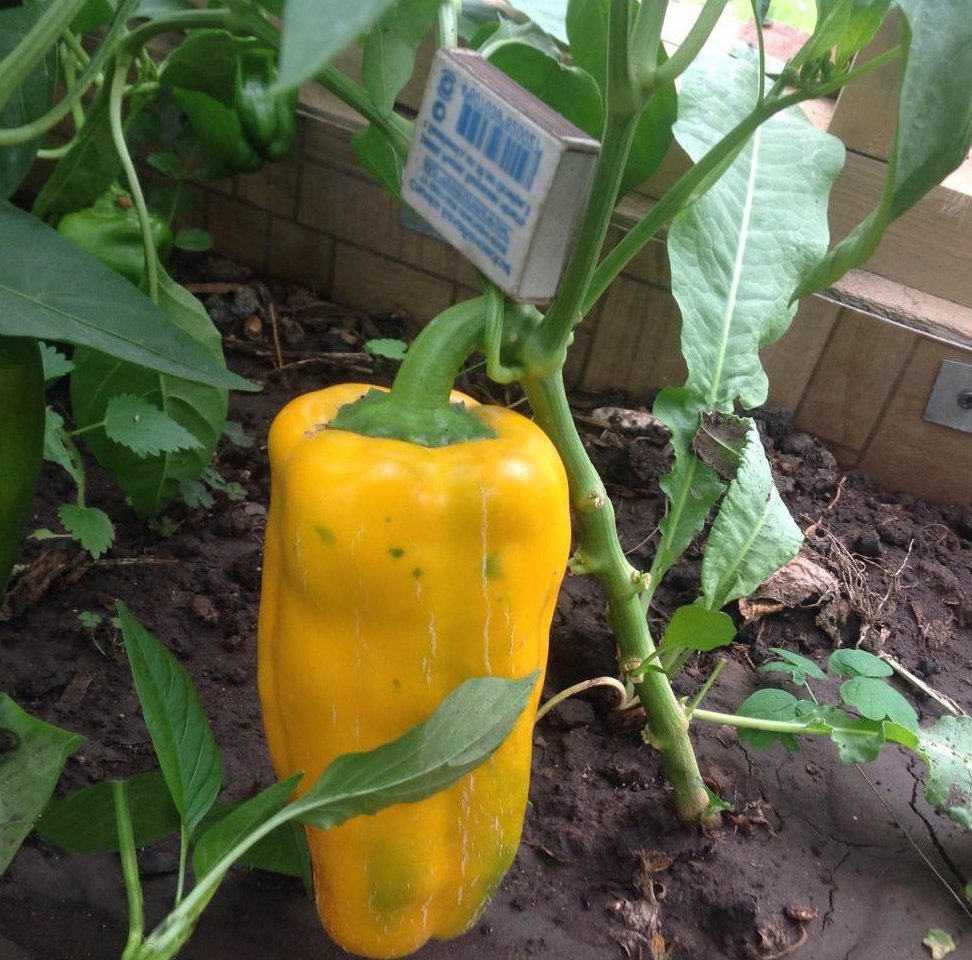 Yellow Monster Sweet Pepper Capsicum annuum - 20 Seeds