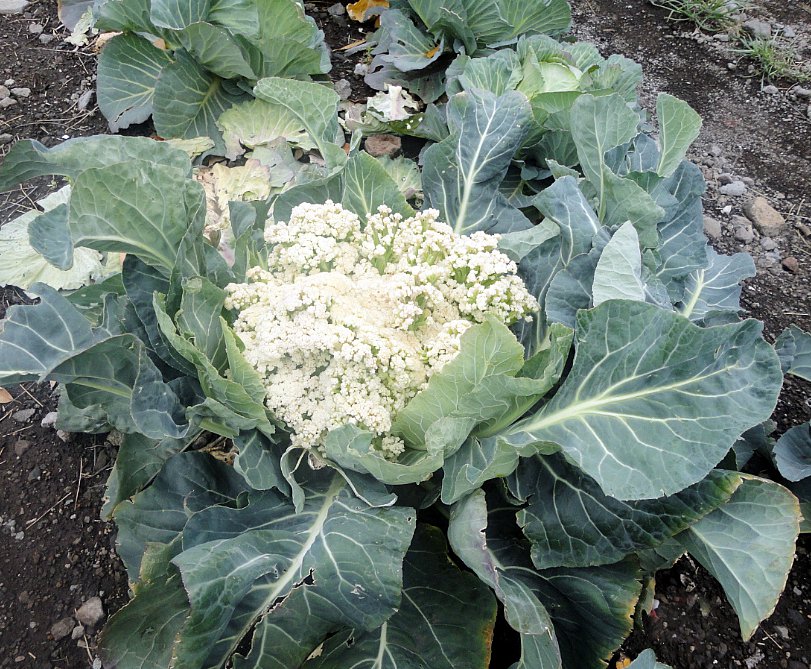 New! Karifurore Sweet Sprouting Stick Cauliflower Brassica oleracea ...