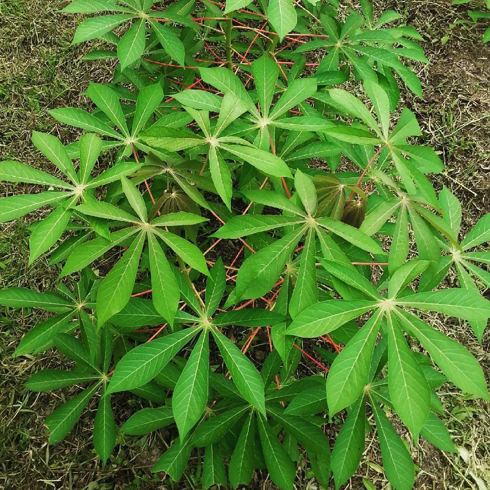 Exotic Tapioca Manioc Cassava Root Vegetable Manihot esculenta - 1 Live ...