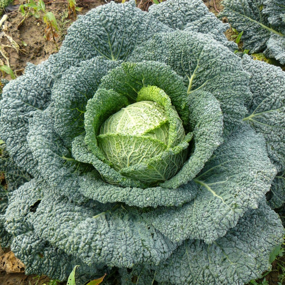 Heirloom Wirsing Cabbage Sweet Savoy Brassica oleracea - 150 Seeds