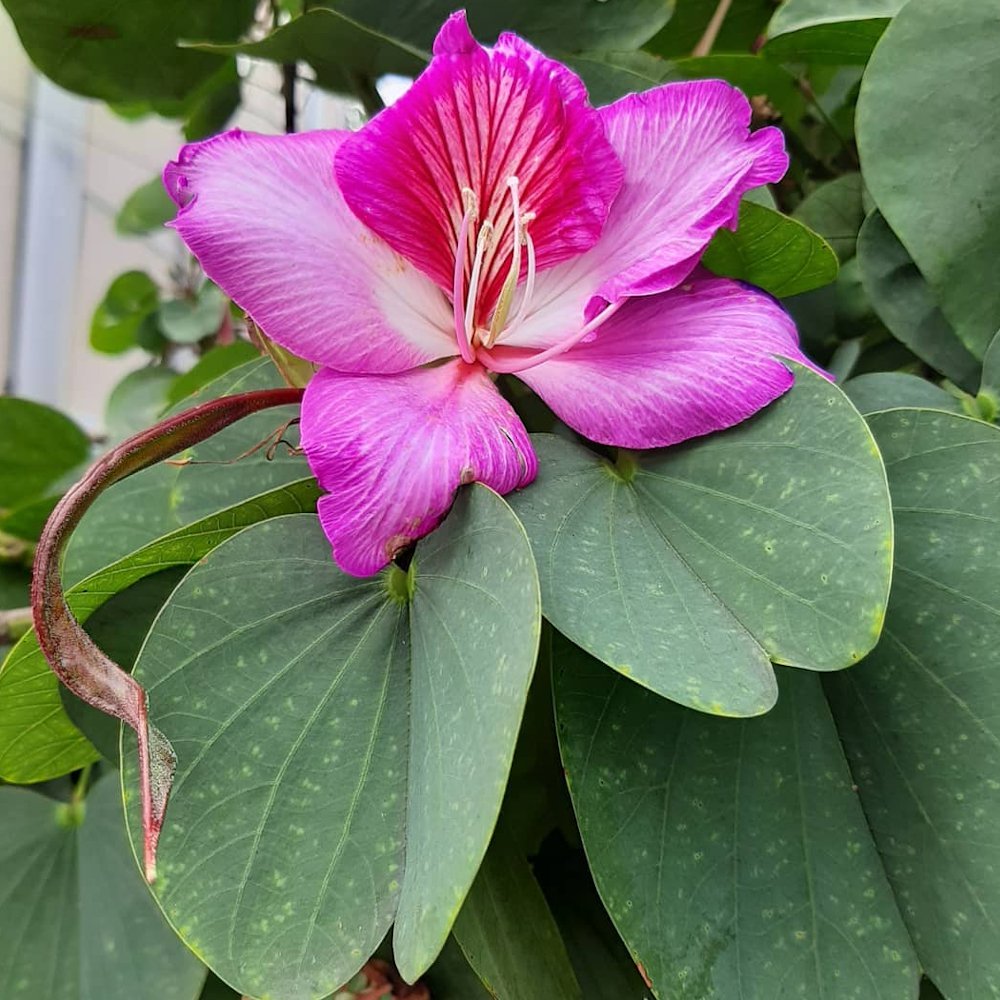 Tree Geranium Pink Orchid Tree Bauhinia variegata - 8 Seeds