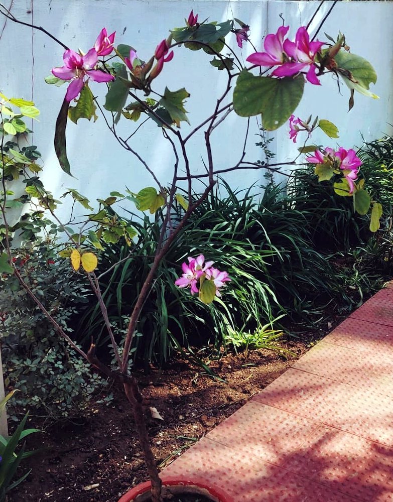 Tree Geranium Pink Orchid Tree Bauhinia variegata - 8 Seeds