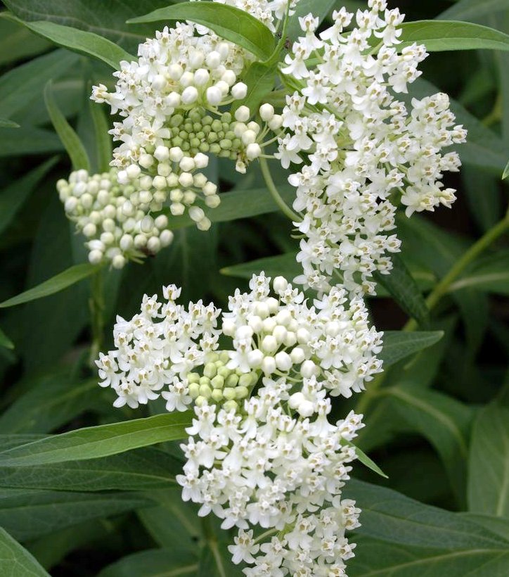 White Butterfly Milkweed Ice Ballet Asclepias Incarnata - 25 Seeds