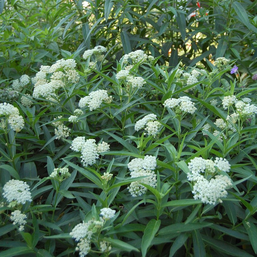 White Butterfly Milkweed Ice Ballet Asclepias Incarnata - 25 Seeds