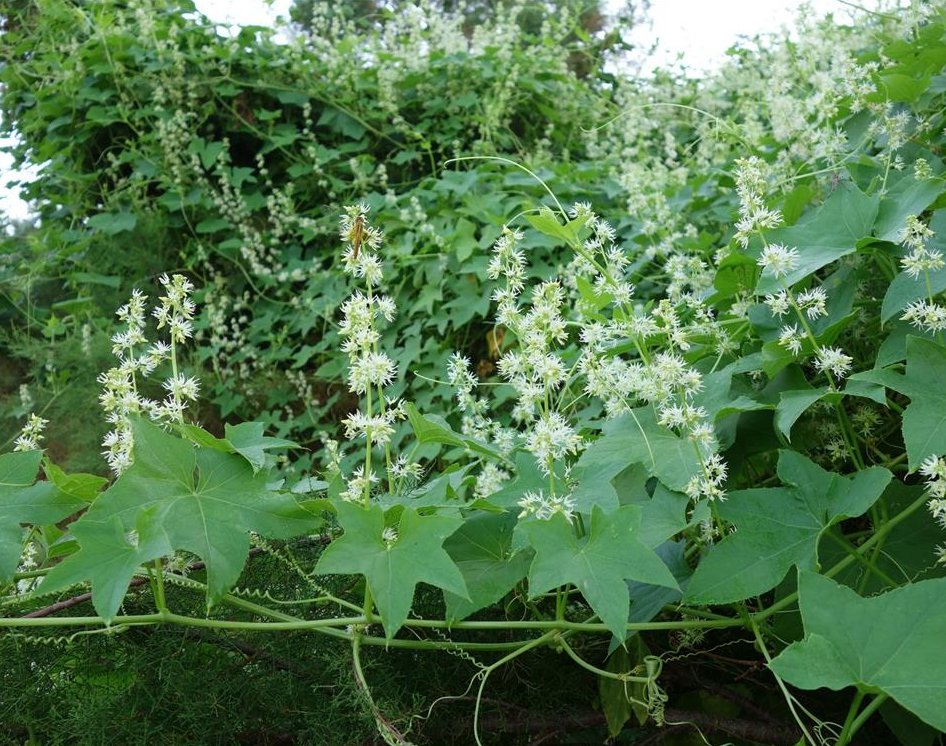 Fragrant Native Ornamental Wild Cucumber Echinocystis lobata - 8 Seeds
