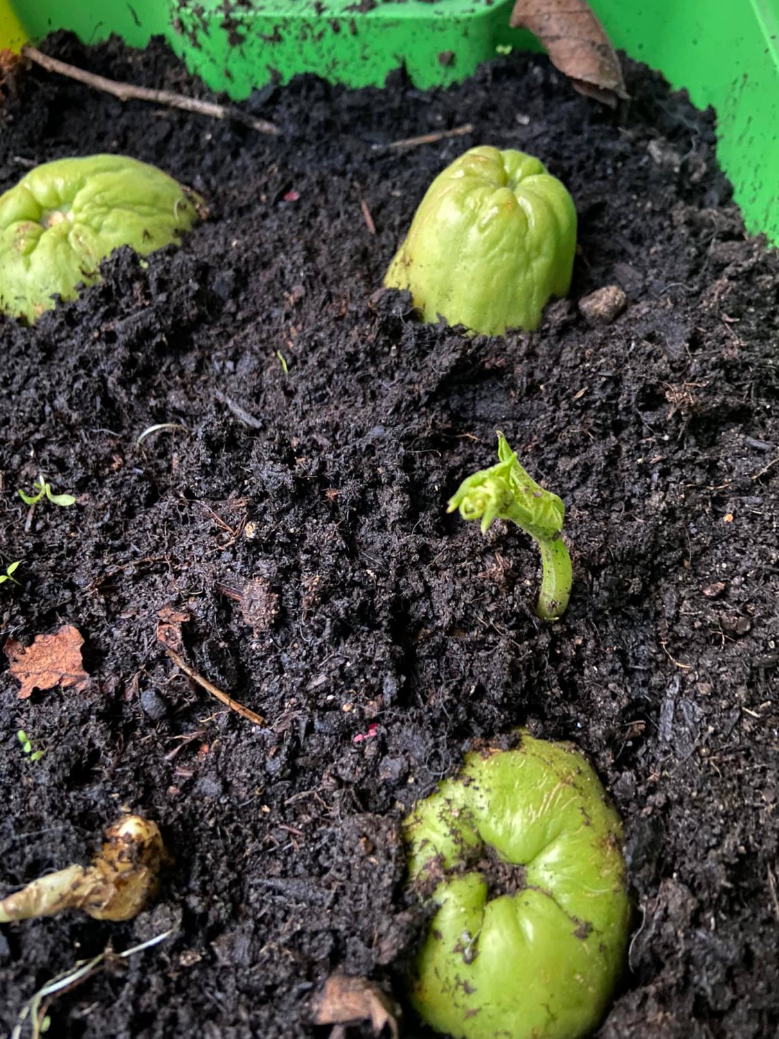 Organic Chayote Pear Squash Mirliton Sechium edule - 2 Whole Fruits Seeds