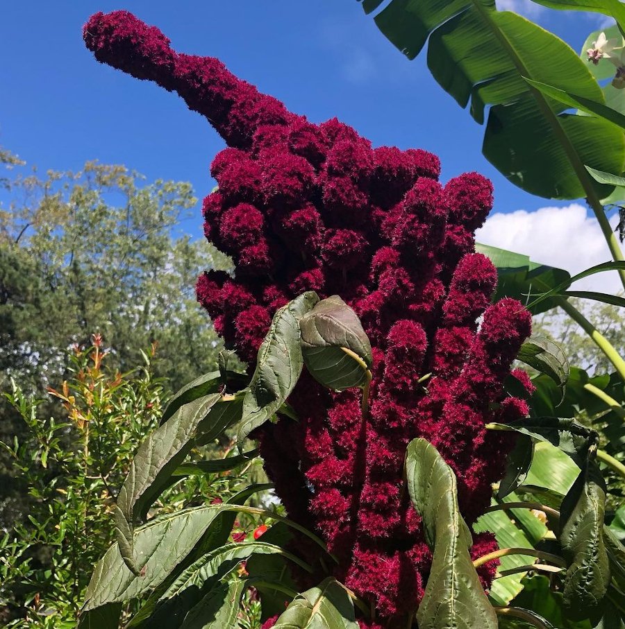 Elephant Head Amaranth Amaranthus gangeticus - 150 Seeds