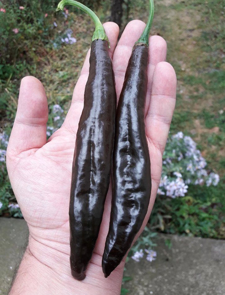 Pasilla Chilaca Pepper Mole Chile Capsicum annuum - 20 Seeds