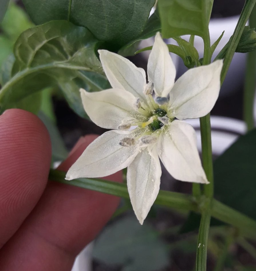 Pasilla Chilaca Pepper Mole Chile Capsicum annuum - 20 Seeds