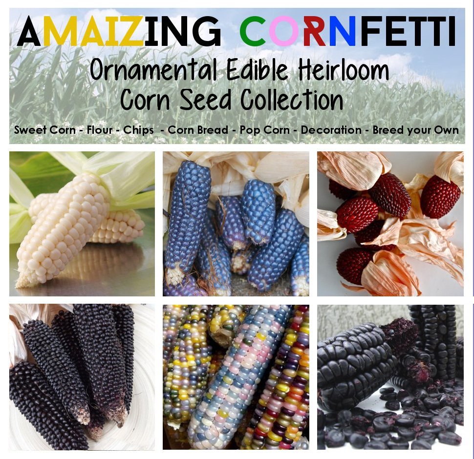 Heirloom Corn Amazing Cornfetti Seed Collection - 6 Varieties