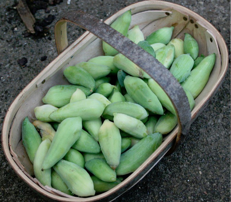 Peruvian Heirloom Achocha Caigua Slipper Gourd Cyclanthera pedata - 10 ...