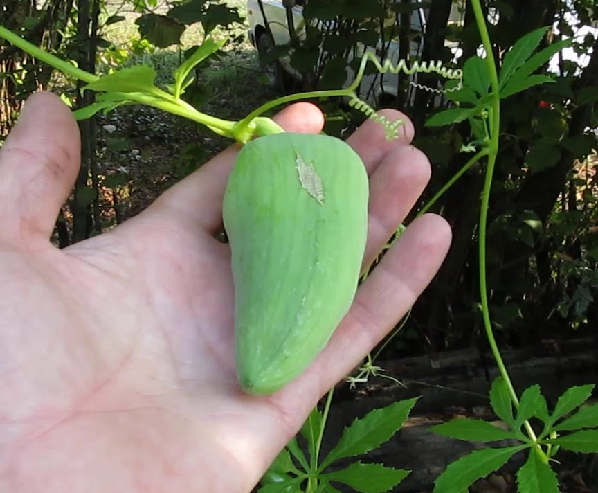 Achocha Peruvian Caigua Slipper Gourd Cyclanthera pedata - 10 Seeds